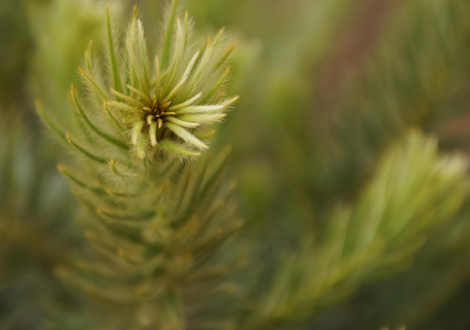 Phylica pubescens And Other New Plants