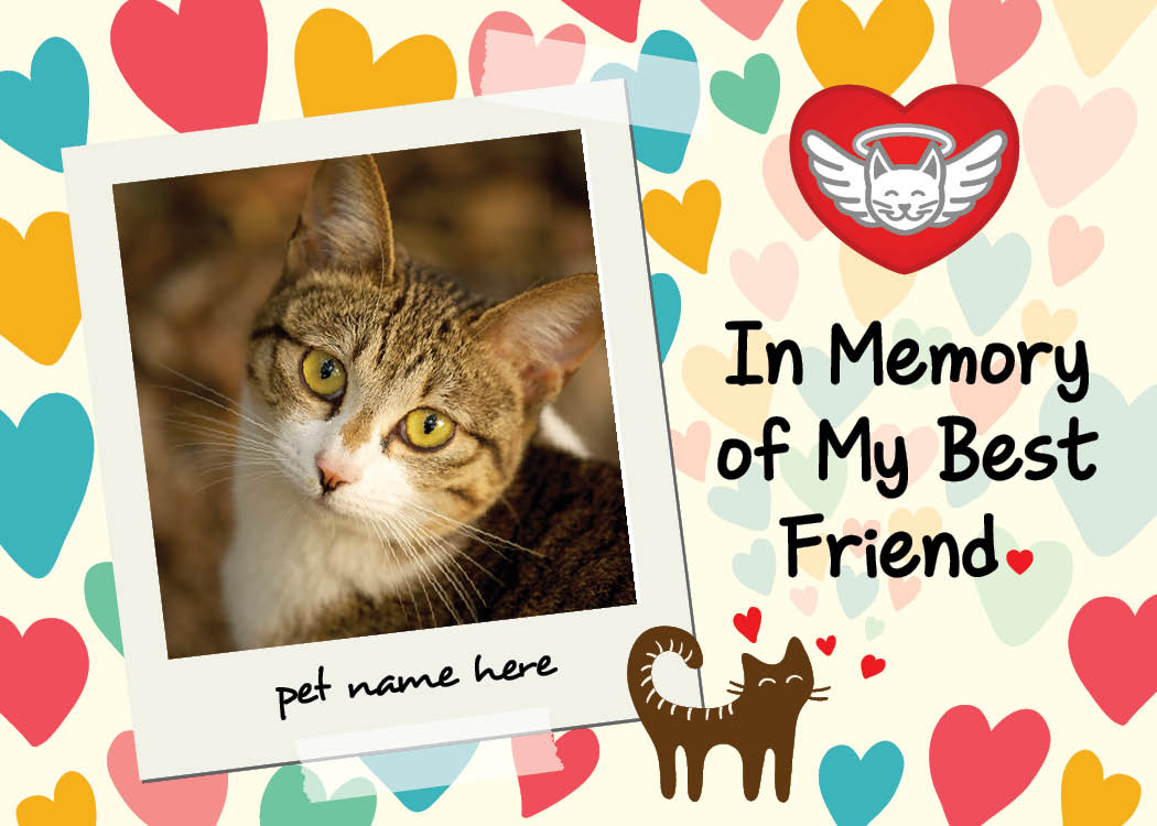 Ten Lives Club Cat Adoption Group: SPONSOR A CAT CONDO AT TEN LIVES ...