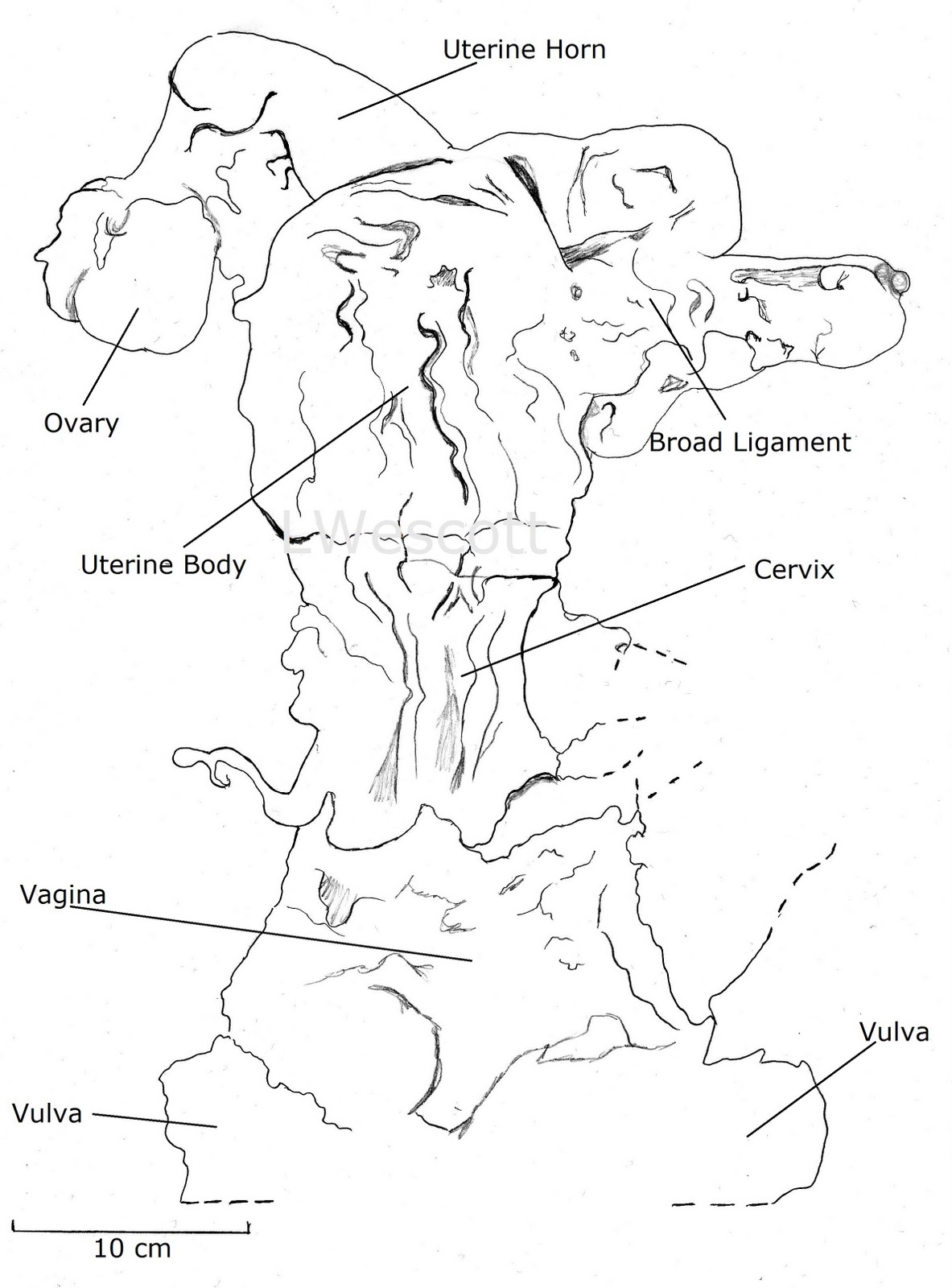 Kosice Vet Student Journey: Dissection: Mare Reproductive Tract