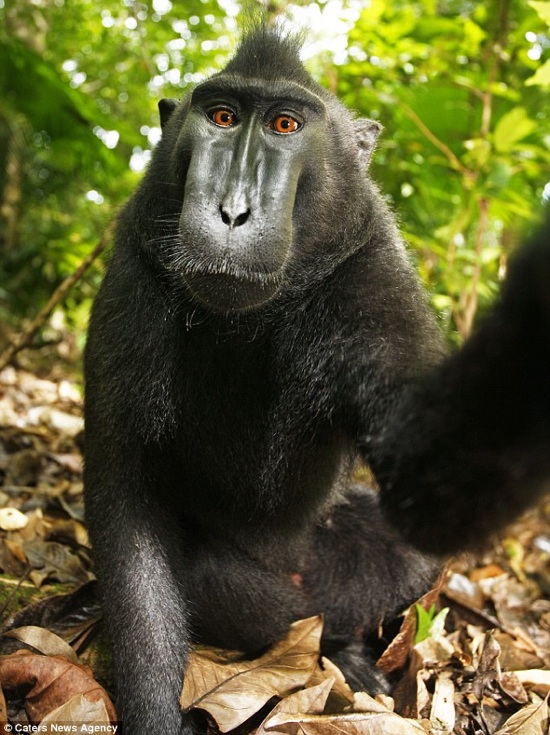 Kuweight 64: MONKEY TURNS PHOTOGRAPHER WITH DIGITAL CAMERA