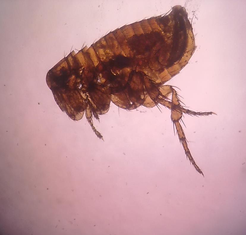 Manfaat bagi yang membaca: Identifikasi pinjal