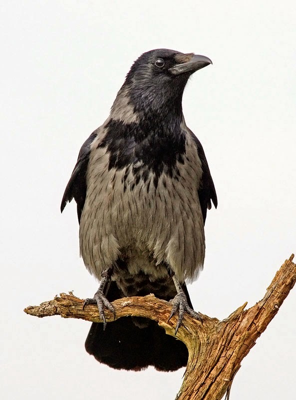 Bird Hybrids: Carrion Crow x Hooded Crow