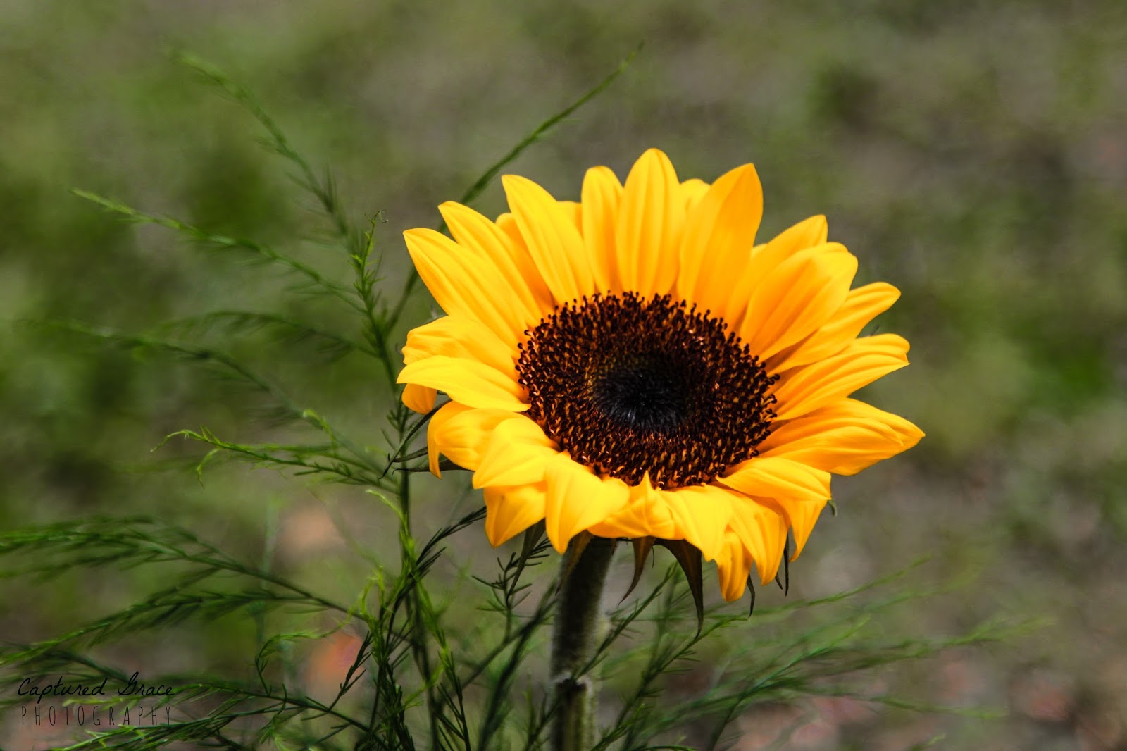 Captured Grace Photography: Happy Friday! :: Nature Photography