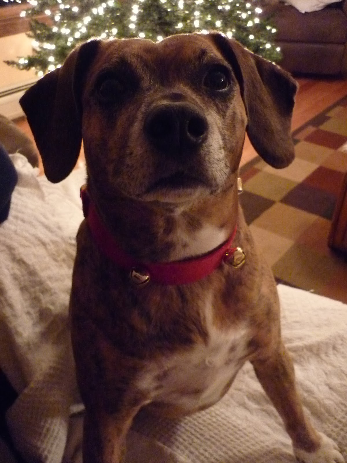 Mike's MoosRoom: The Problem with Pineapple