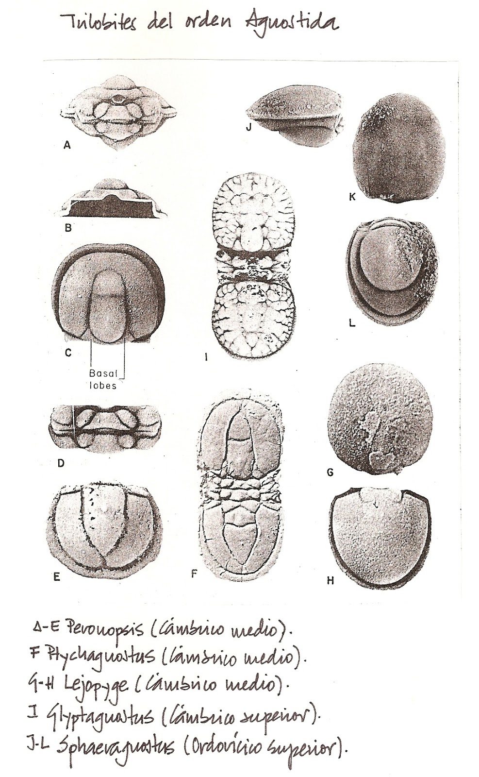 EL PALEOANTROPOLOGO DESPISTADO