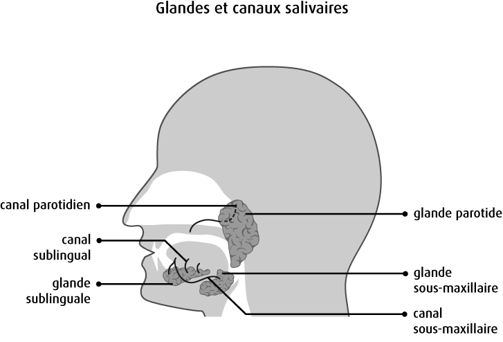 Anatomie et physiologie digestives | Récap' IDE