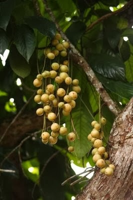 iTu @ku ^^: Khasiat Rambai & Resipi