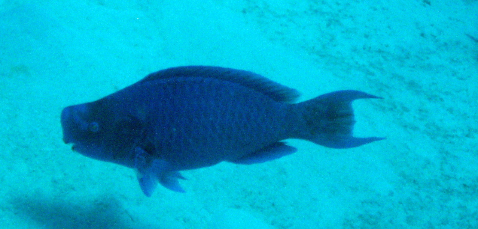 The Shekel - Coins, Law, and Commentary: Vacation 2013 - Disney Cruise ...