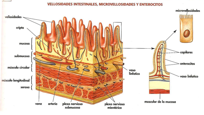 Alternativas para una vida Saludable y Activa: FLATULENCIA, METEORISMO ...