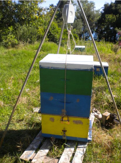 Bees scale for poor and amateur !!! Instructions and photos