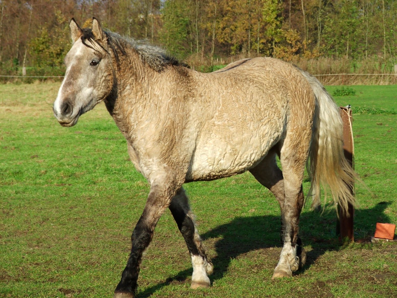 Curly Horse | The Life of Animals