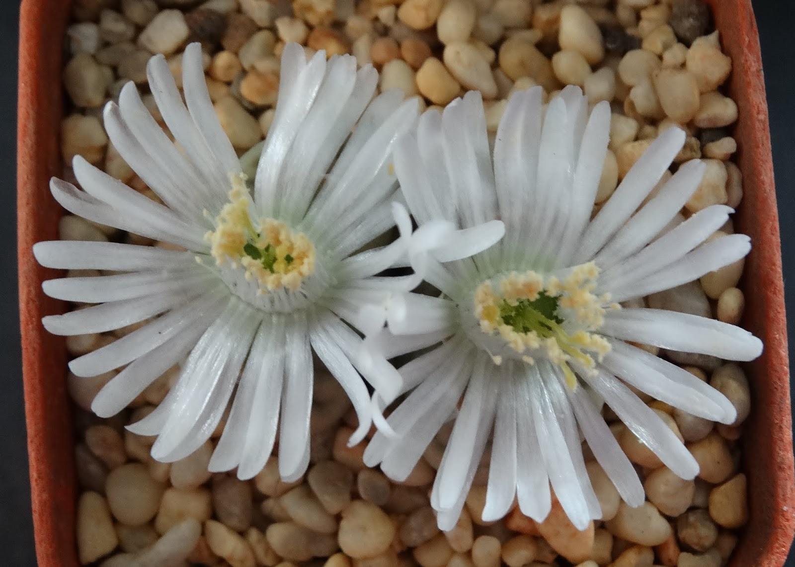 Succulent Sundae: LITHOPS 'AVOCADO CREAM'