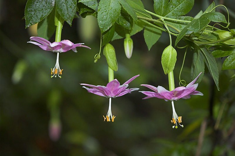 Purpuro: curiosidades que quizá no conocías de este fruto silvestre ...