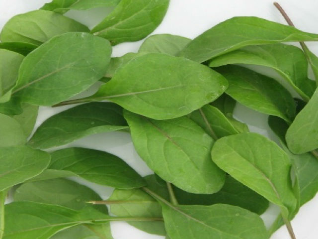 Khasiat daun roket atau arugula antikanser