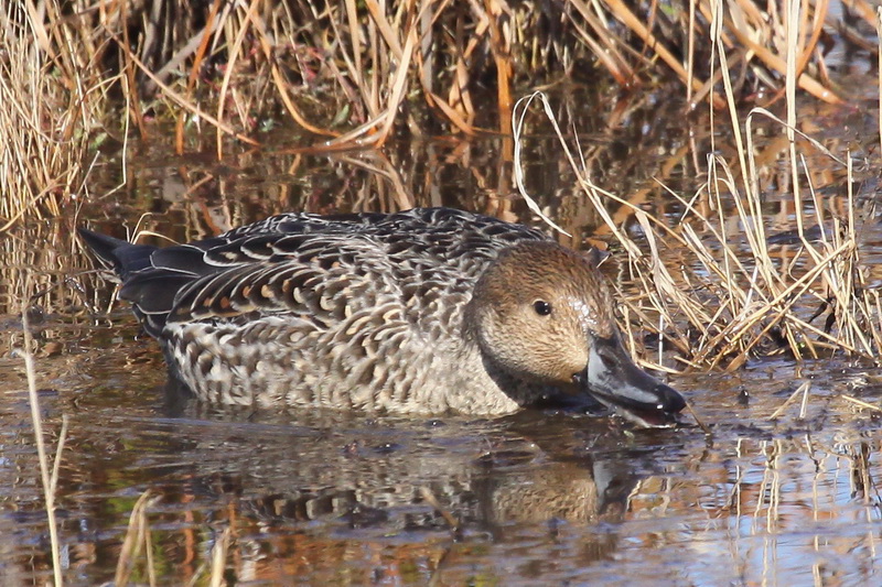 Tails of Birding: 2011