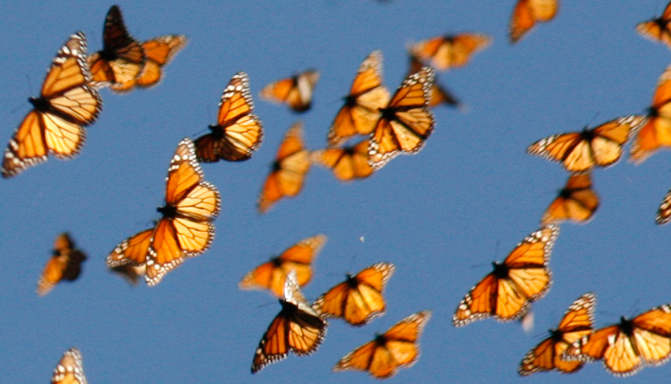 Butterfly 73: septiembre 2013