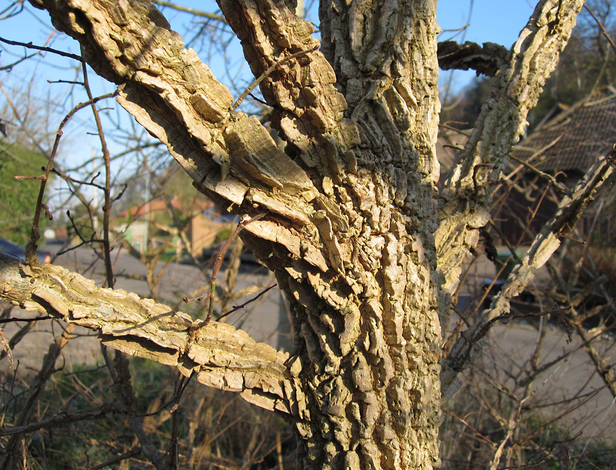 Small Elm | Naturally