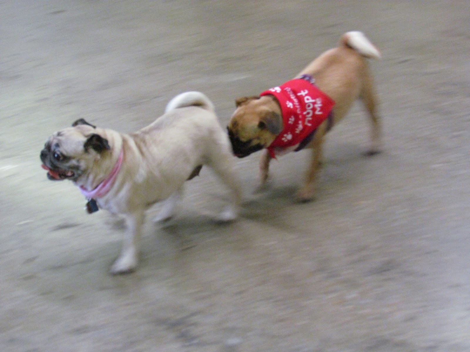 two spoiled pugs: July pug meet ups