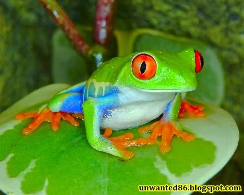 Gambar Katak | Dunia Binatang