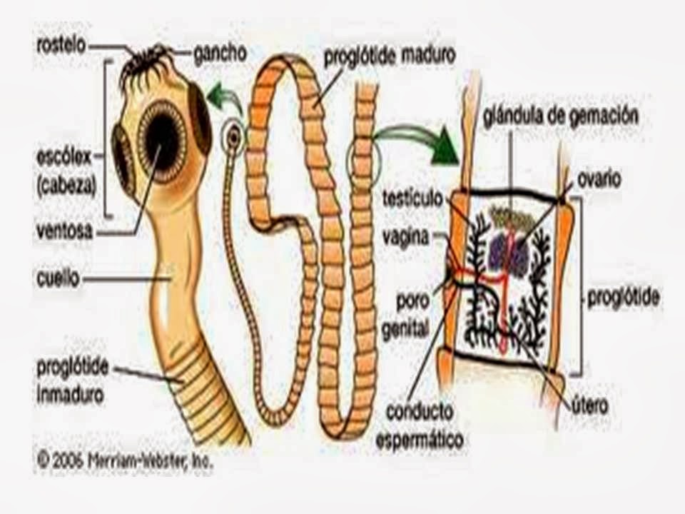 Julio García: CLASIFICACIÓN DE LOS INVERTEBRADOS (parte I)