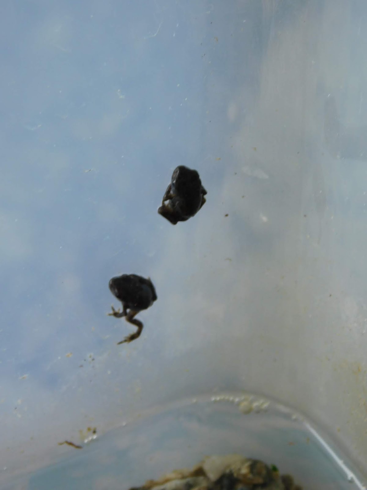 100 Days of Science #33-- Raising Tadpoles