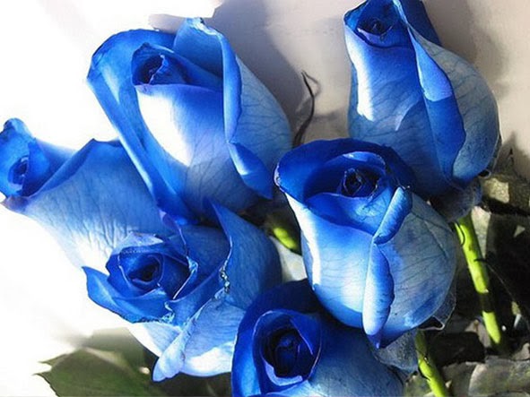 Toko Bunga Jakarta | Florist Online Flowers Shop Indonesia