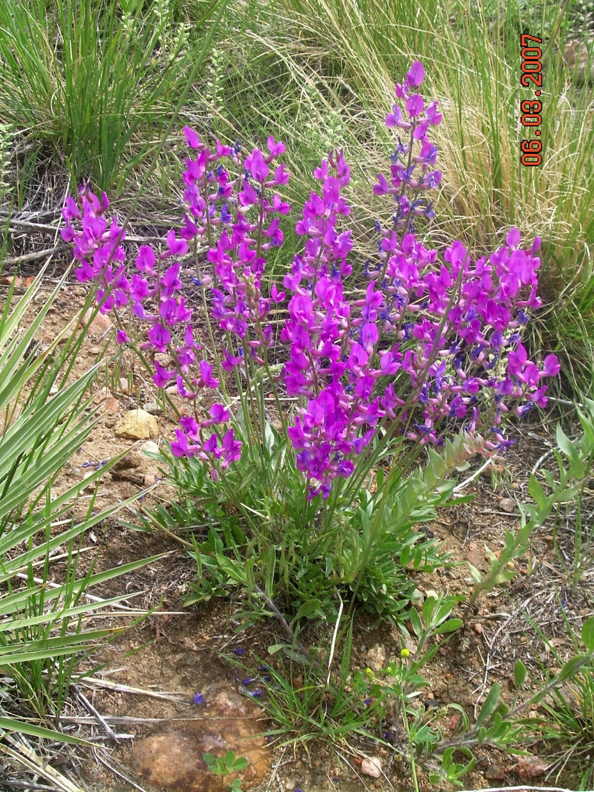What's Blooming on Green Mountain: June's busting out all over!
