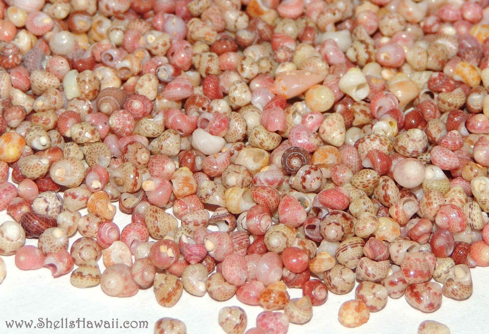 ShellsHawaii ...by Janjira: 2015