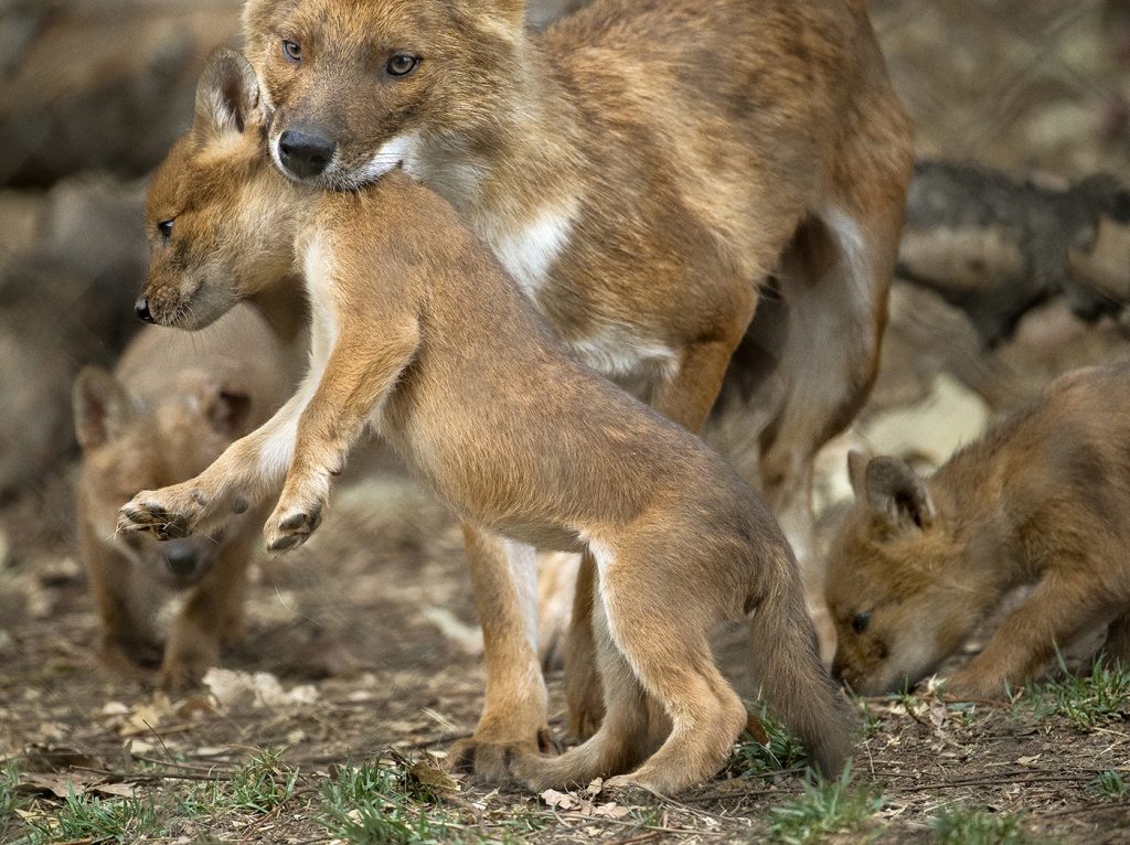 Dhole- Indian Wild Dog