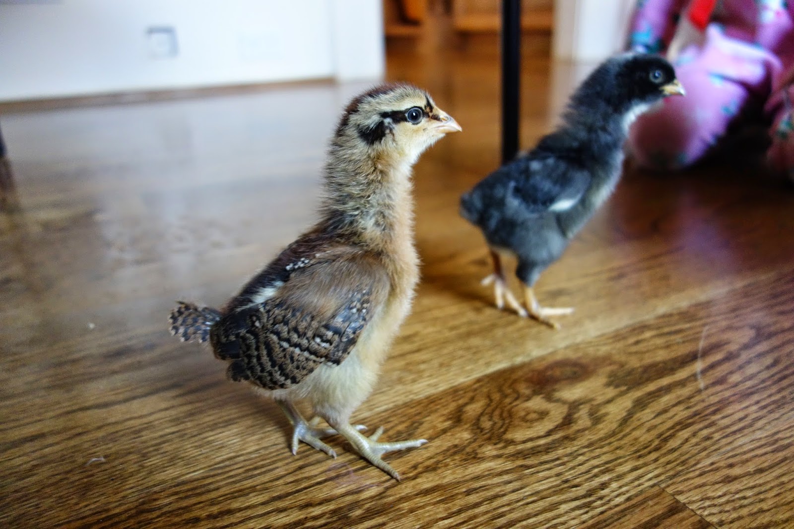 Candace Creations: Baby Chicks...One Week Old