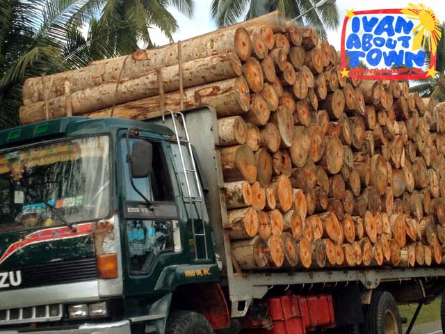 Stop logging in Mindanao! Save our forests! | Ivan About Town