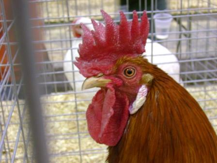 Timmy and Friends: Shows- Part 3