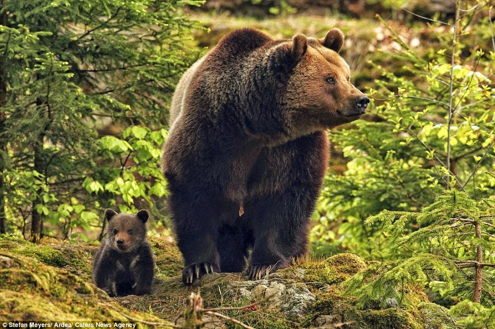 Tierno oso bebé abraza a su madre y le da un beso - Seamos Mas Animales ...