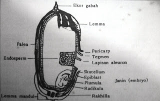 PROSES FISIOLOGI DAN MORFOLOGI PERKECAMBAHAN BENIH: PROSES FISIOLOGI ...
