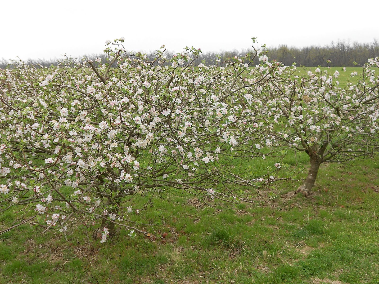 Can Pears Pollinate Apples at Catharine Blanco blog