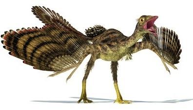 Archaeopteryx – The First Bird`s Fossil