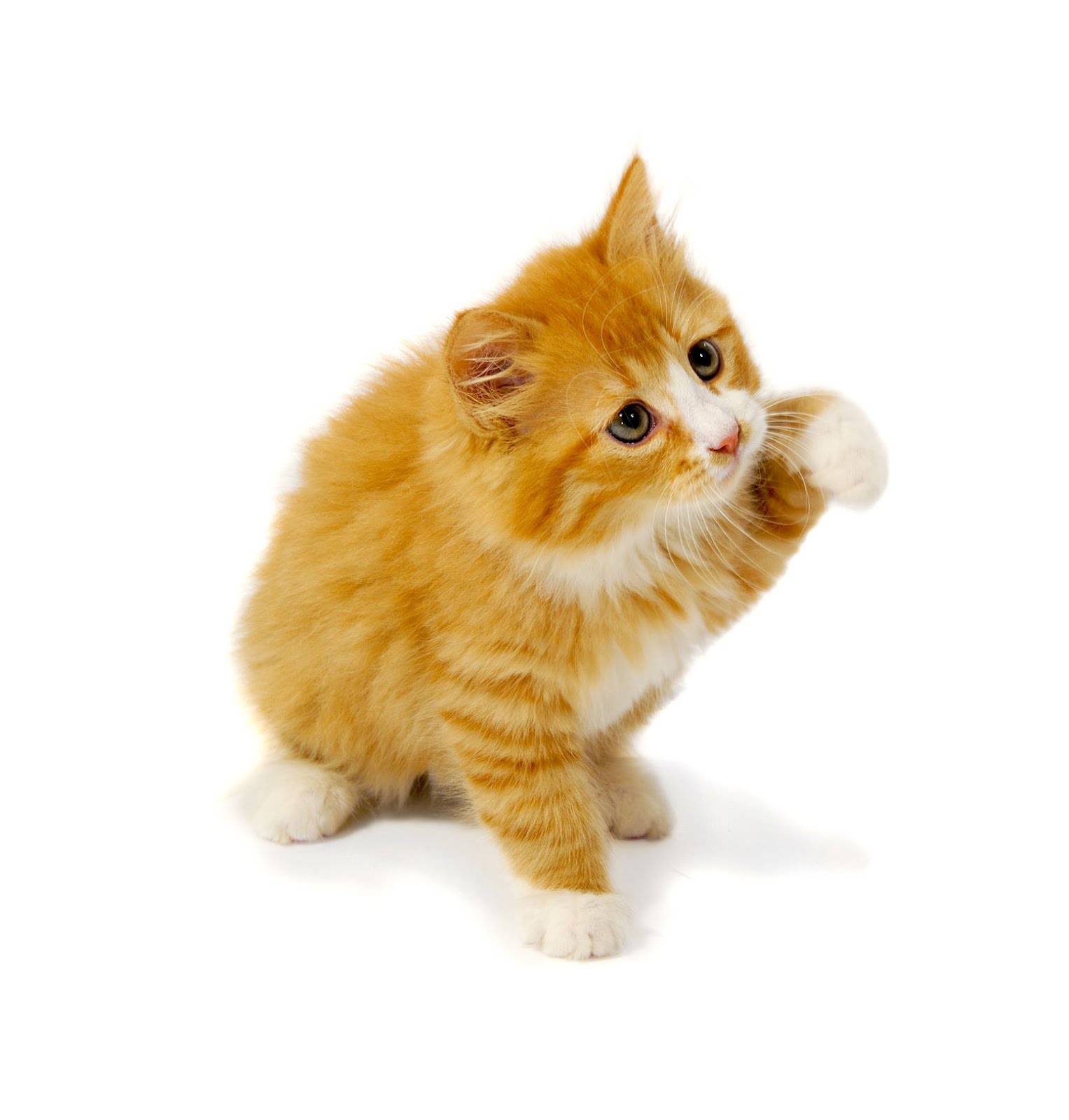 idool 14 fotografías de gatitos para ver, disfrutar y compartir ...