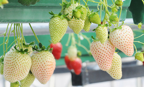 Viu o que eu vi?: Morango Branco