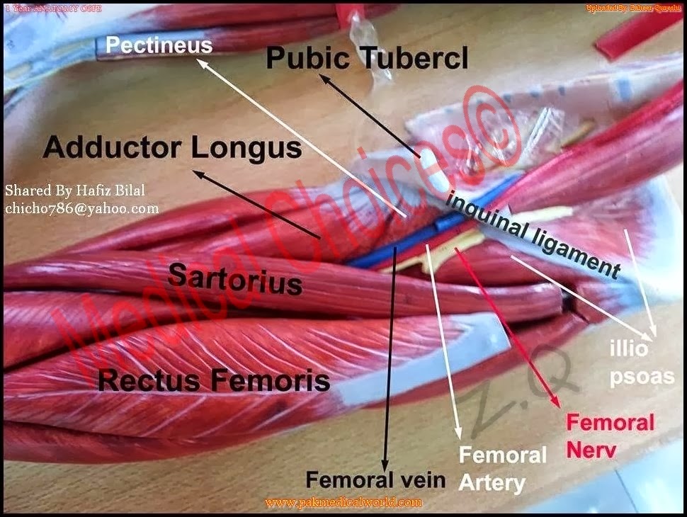 Anatomy Models For OSPE | MEDICAL CHOICES