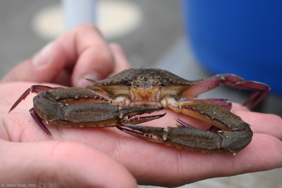 The Natural History of Bodega Head: A rare "op-portunid-y"