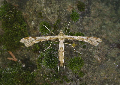 Charlie's moths of Calderdale.: 45: PLUME MOTHS, 62: PYRALIDS