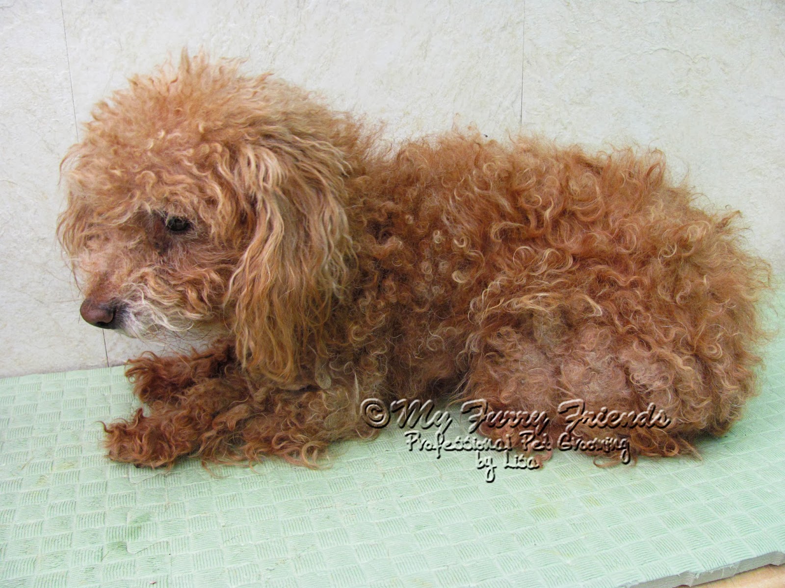 Pet Grooming: The Good, The Bad, & The Furry: Working With Vague ...
