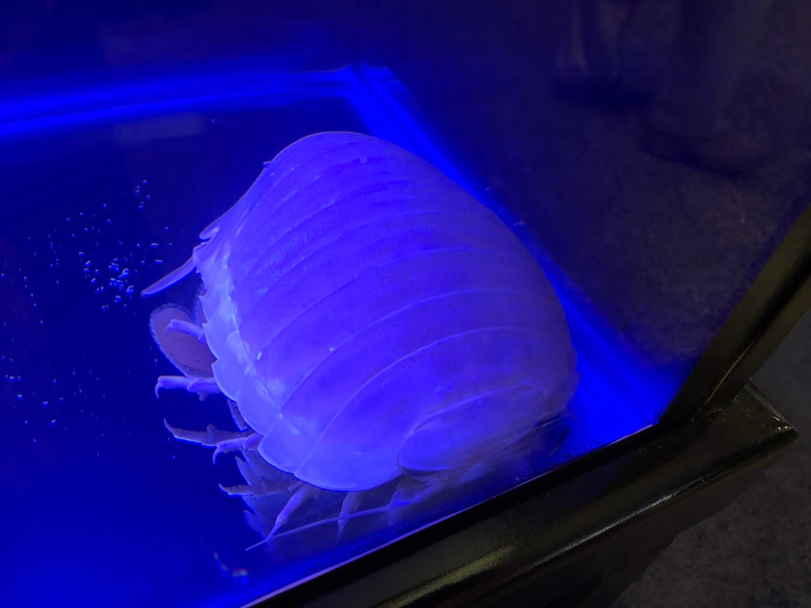 Giant Pill Bug Cooked