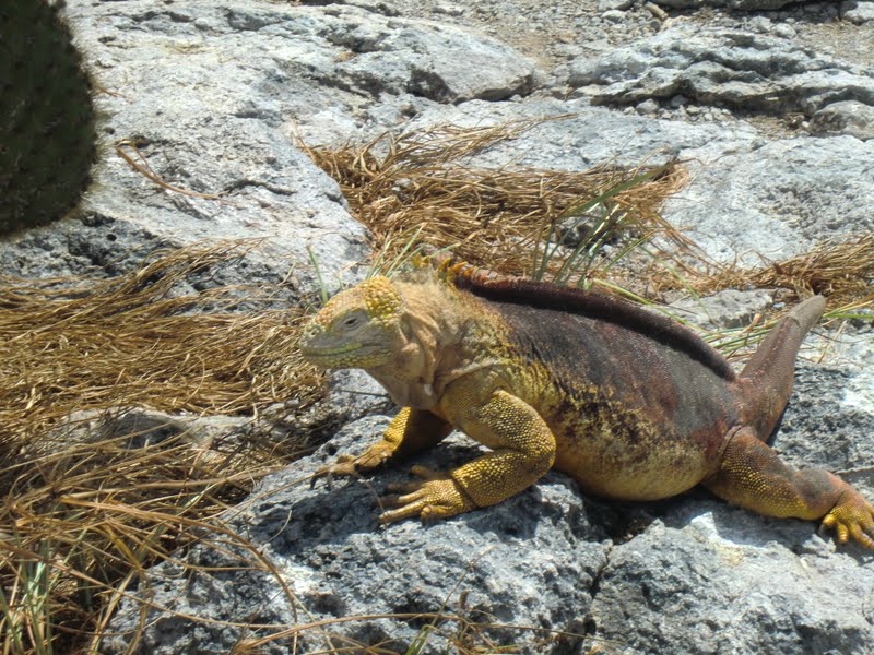 e.beck.galapagos: land iguanas, marine iguanas, and the hybrid iguana ....