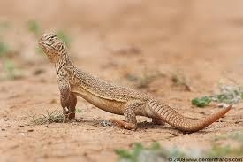 Sanda Oil Images And Photos | Benefits Of Sanda Oil