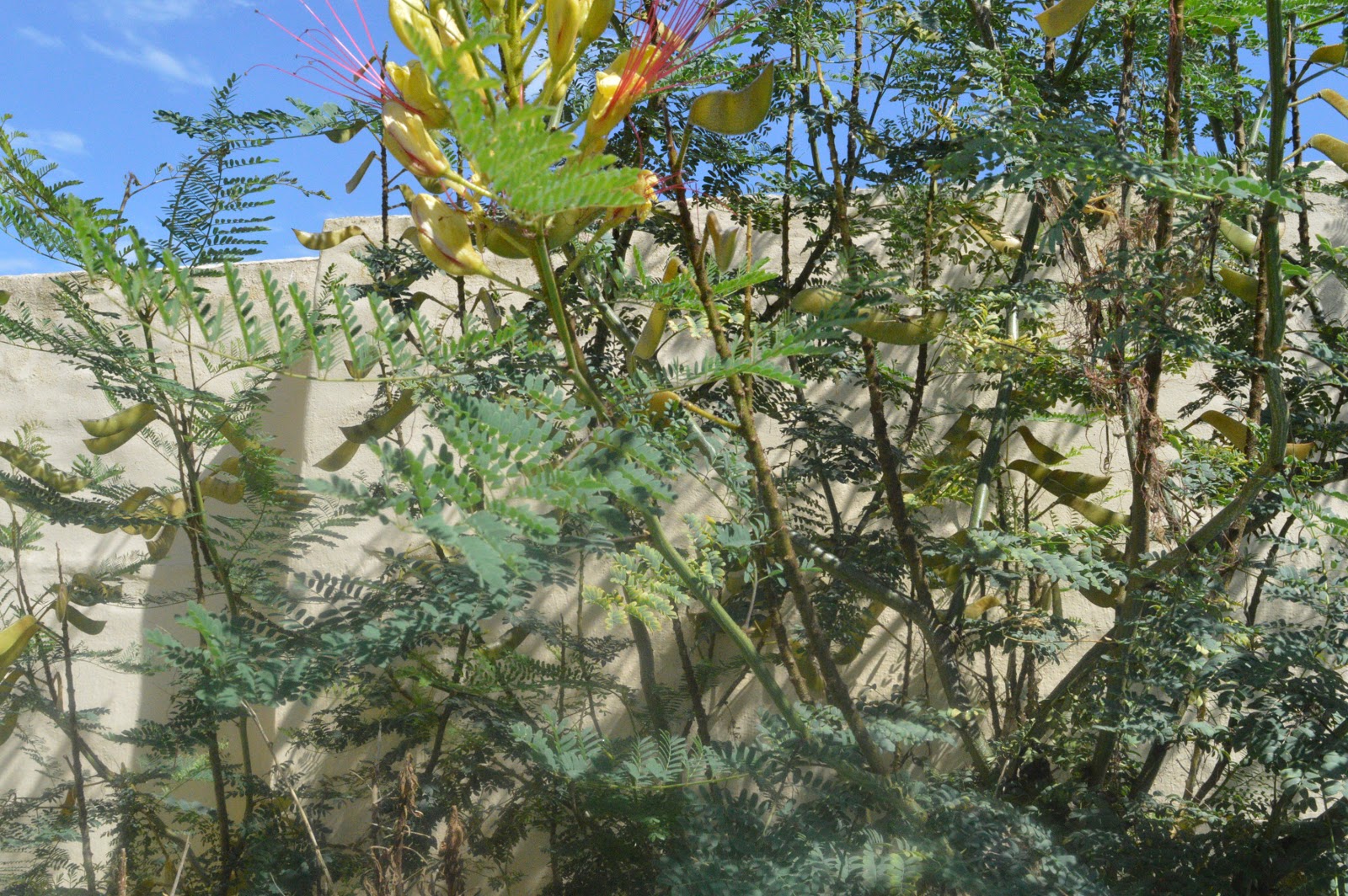 Programación y ejecución de un Jardin de Nativas en las Sierras ...