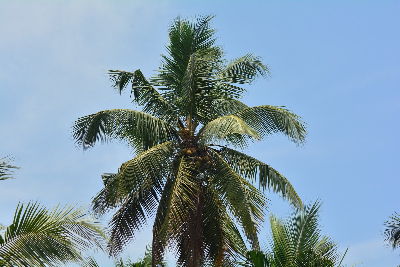 Cocunut Tree Images From Kerala
