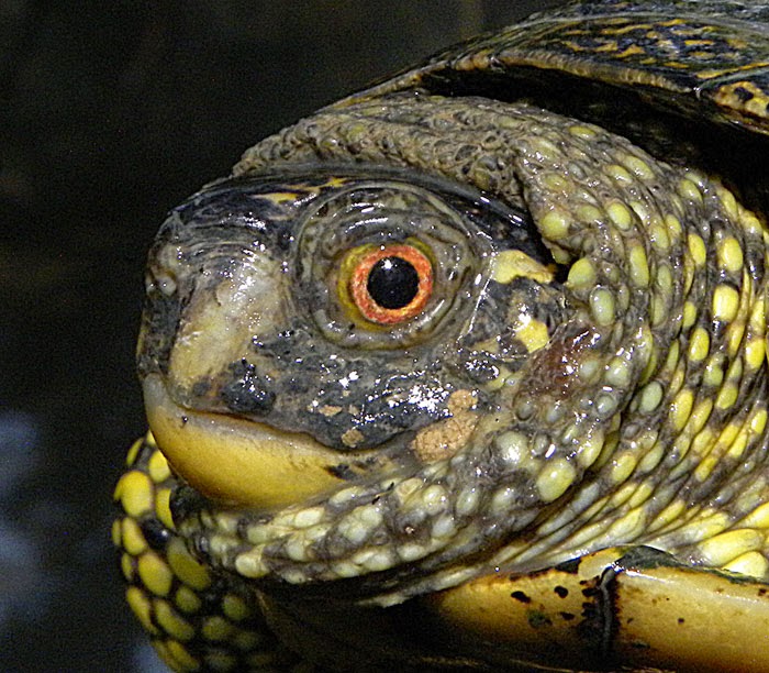 Foto-Natura-Huesca: GALÁPAGO LEPROSO Mauremys leprosa August Friedrich ...