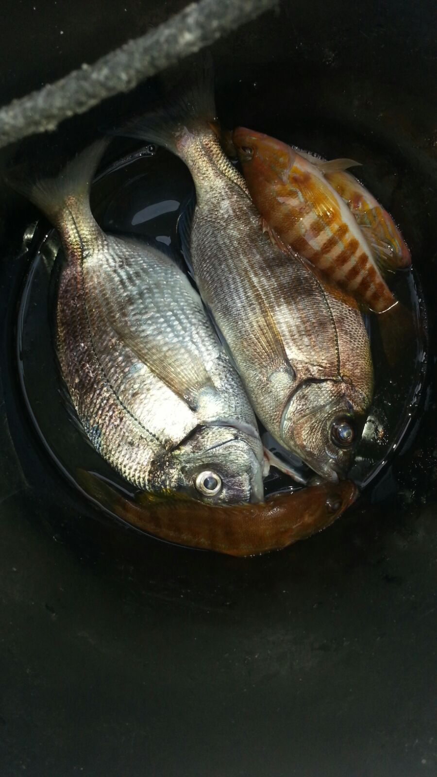 PESCA Y GASTRONOMÍA: LA CHOPA: PESCA E INTERÉS CULINARIO