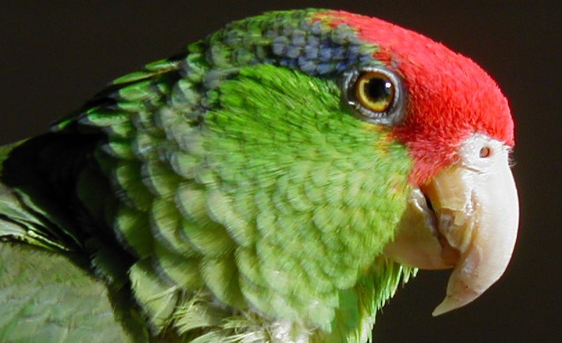 Parrot Biography all details of Parrot